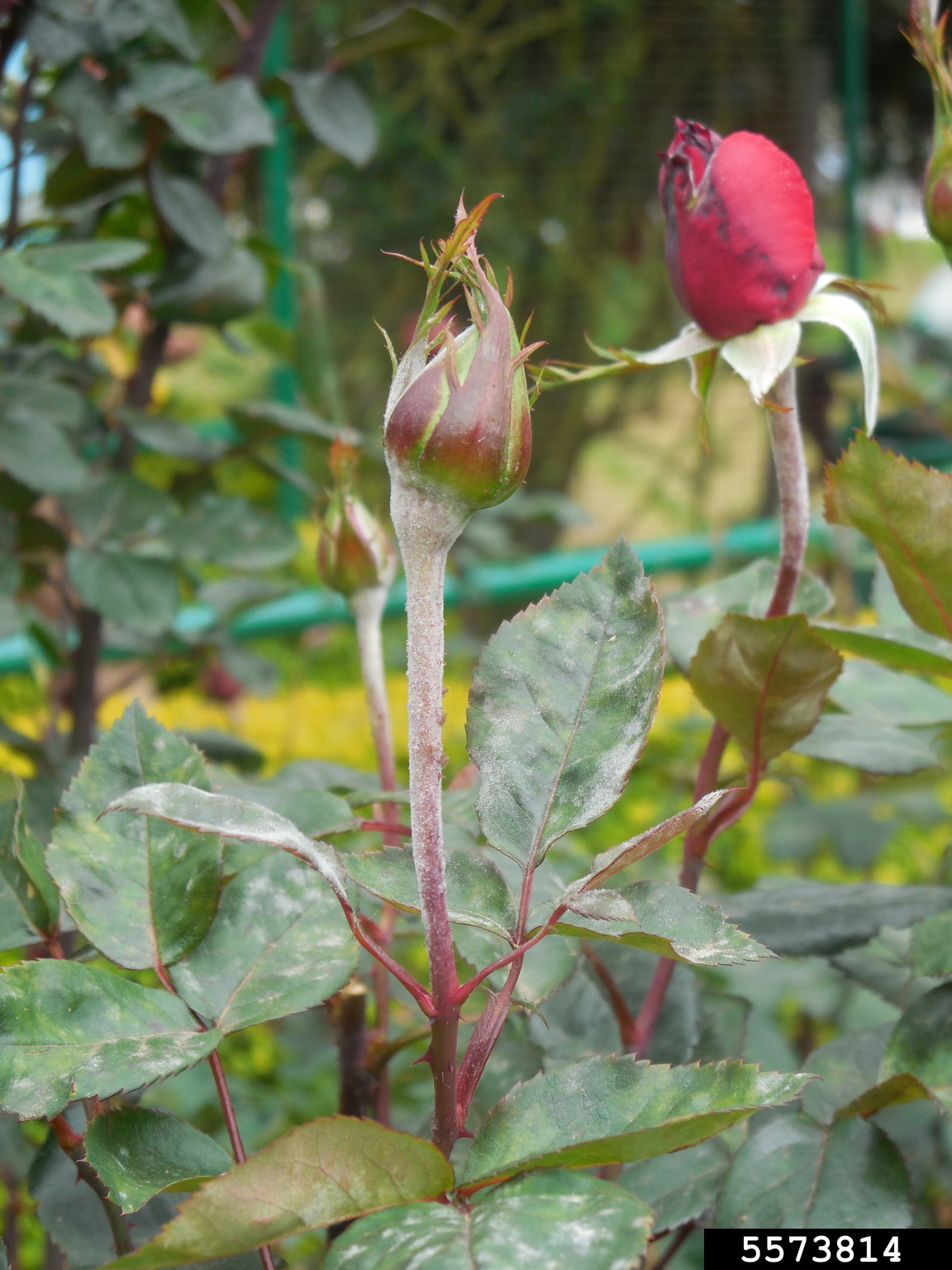 powdery mildew (Podosphaera pannosa (Wallr.) de Bary)
