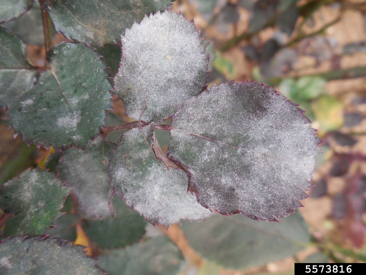 powdery mildew (Podosphaera pannosa)