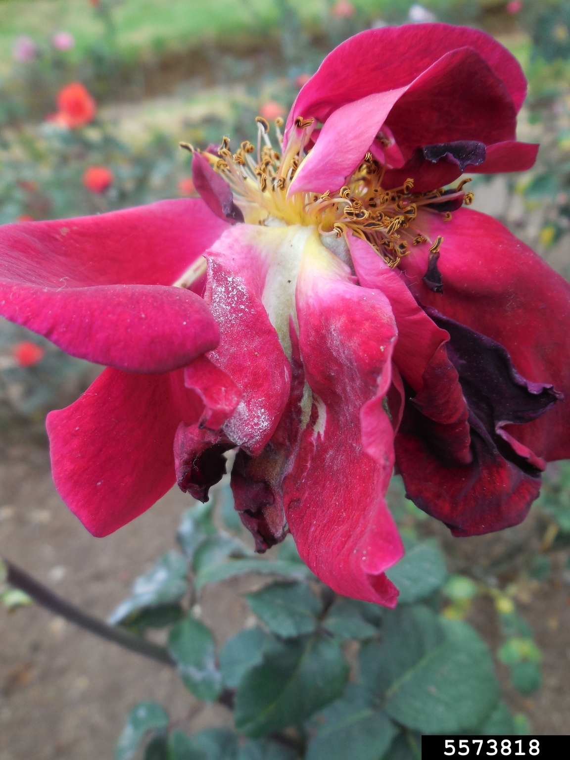 powdery mildew (Podosphaera pannosa (Wallr.) de Bary)