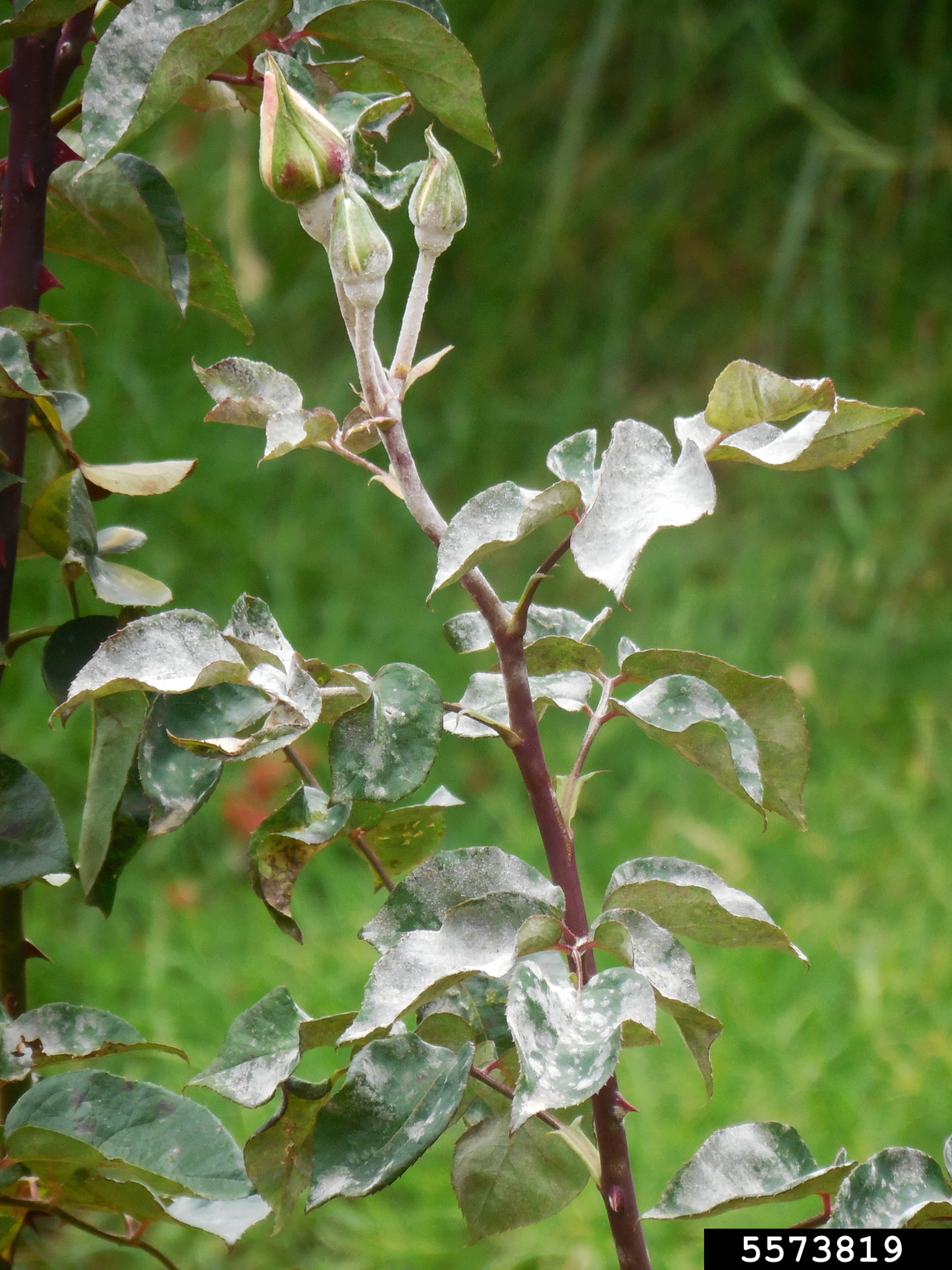 powdery mildew (Podosphaera pannosa)