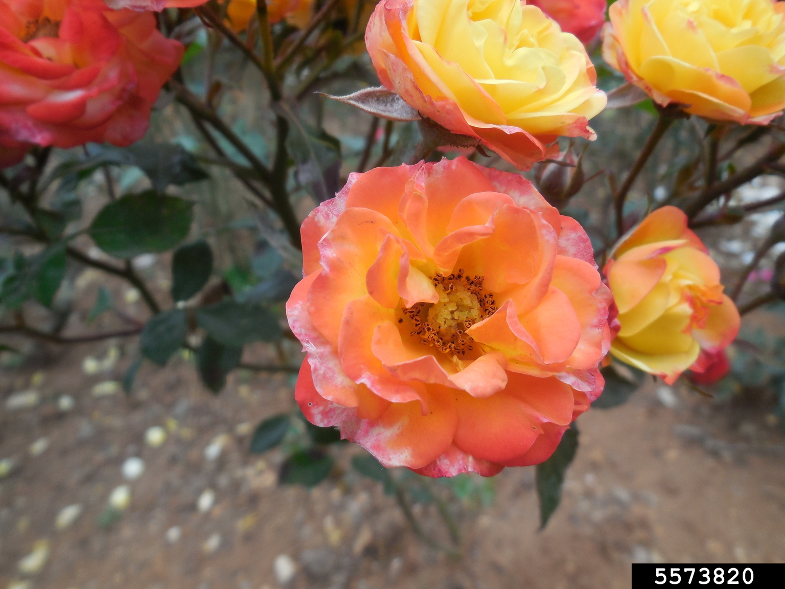 powdery mildew (Podosphaera pannosa (Wallr.) de Bary)