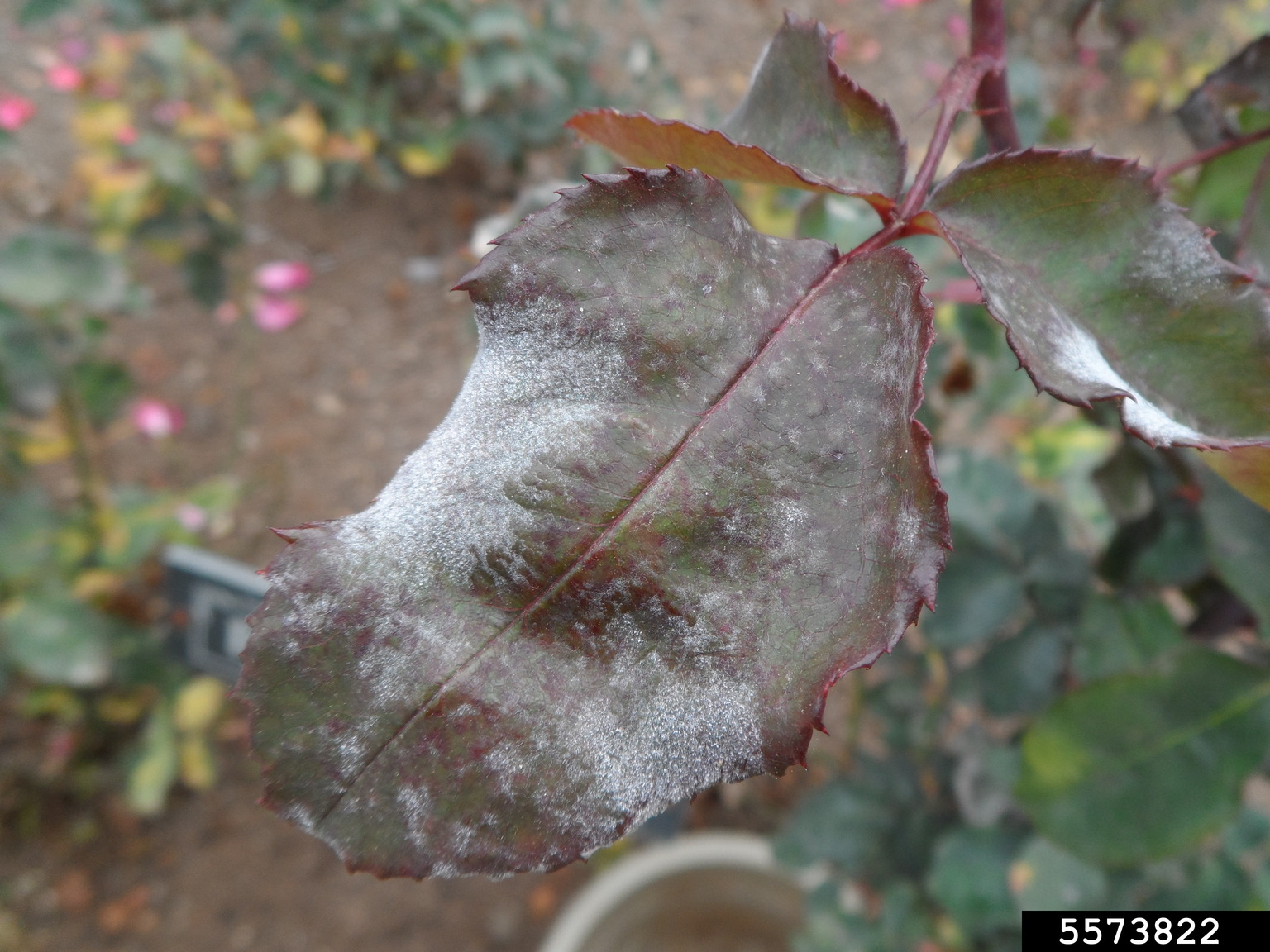 powdery mildew (Podosphaera pannosa)