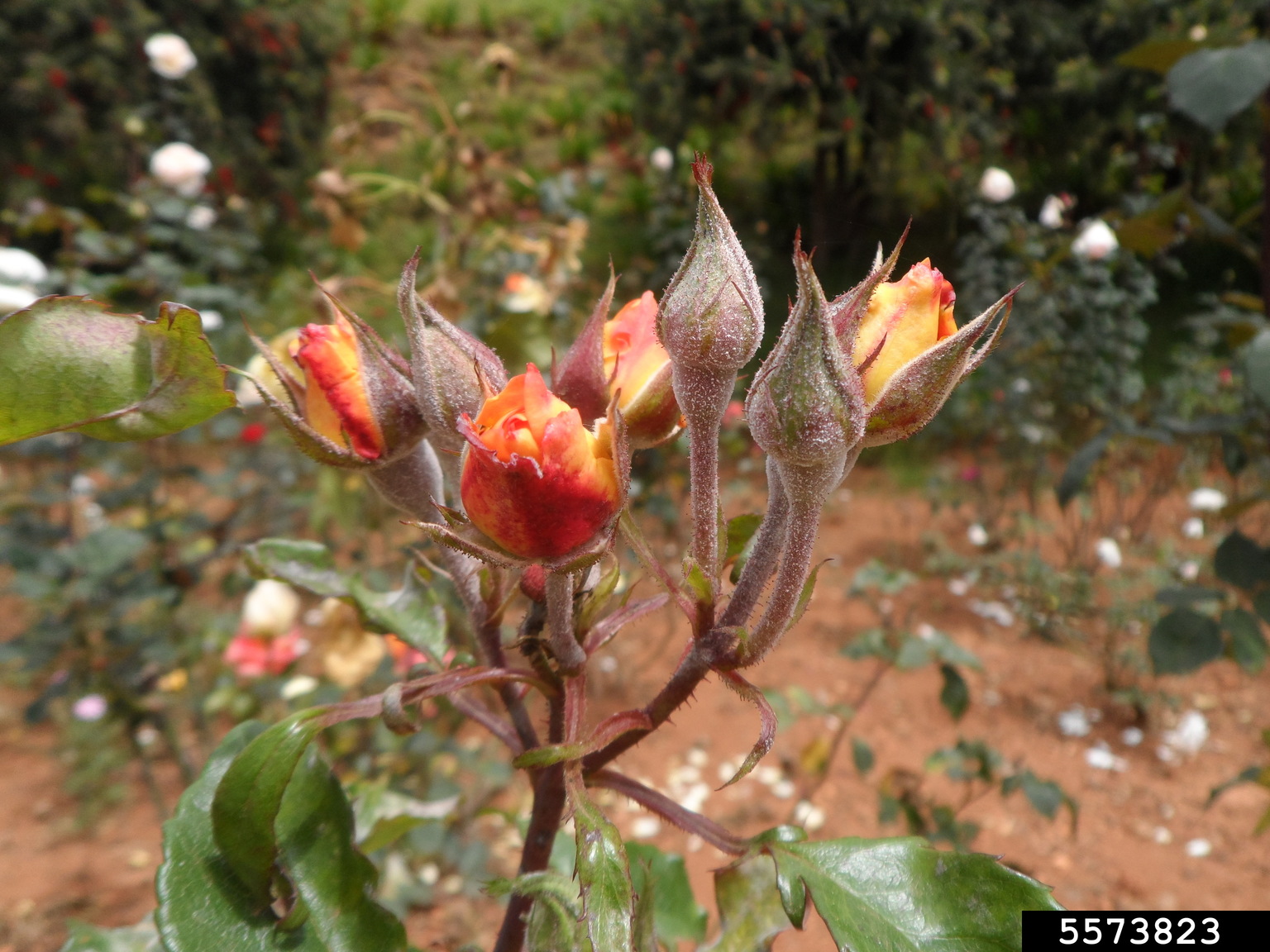 powdery mildew (Podosphaera pannosa)