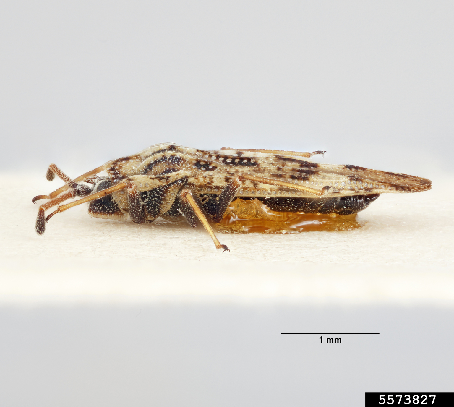 Lace bug (Tingis cardui (Linnaeus))