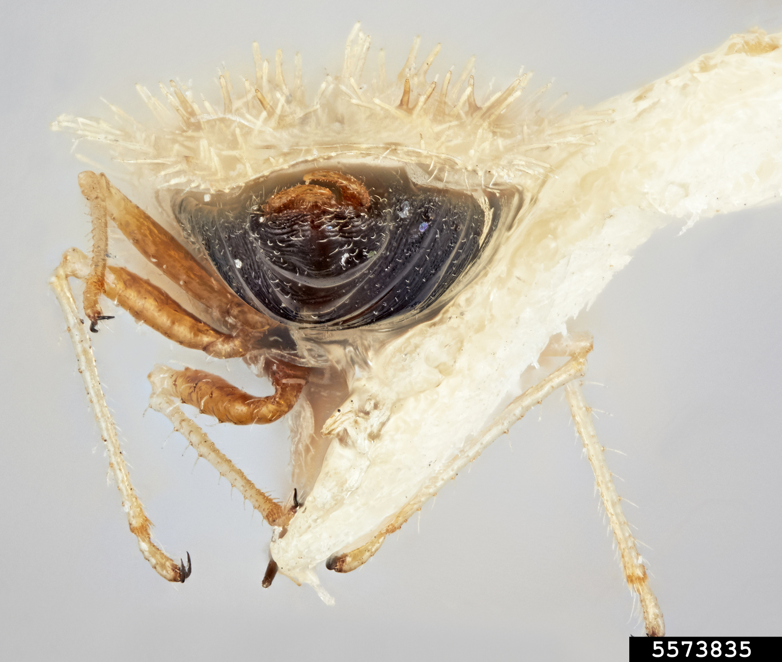 Lace bug (Urentius euonymus)