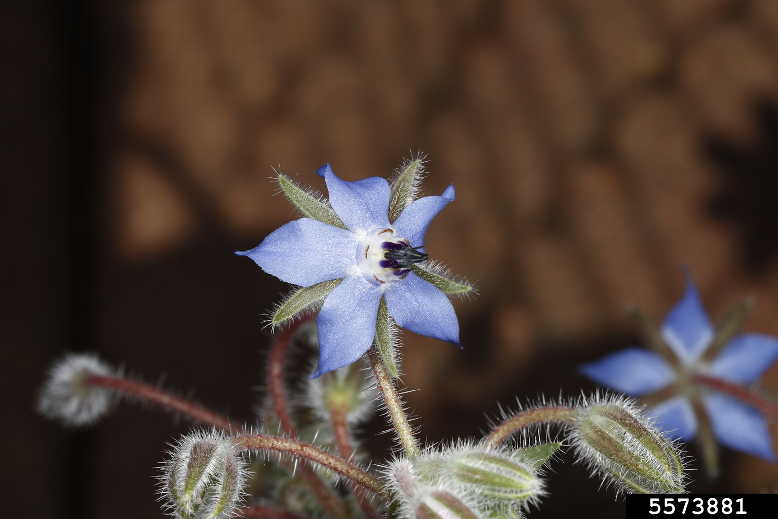common borage (Borago officinalis L.)