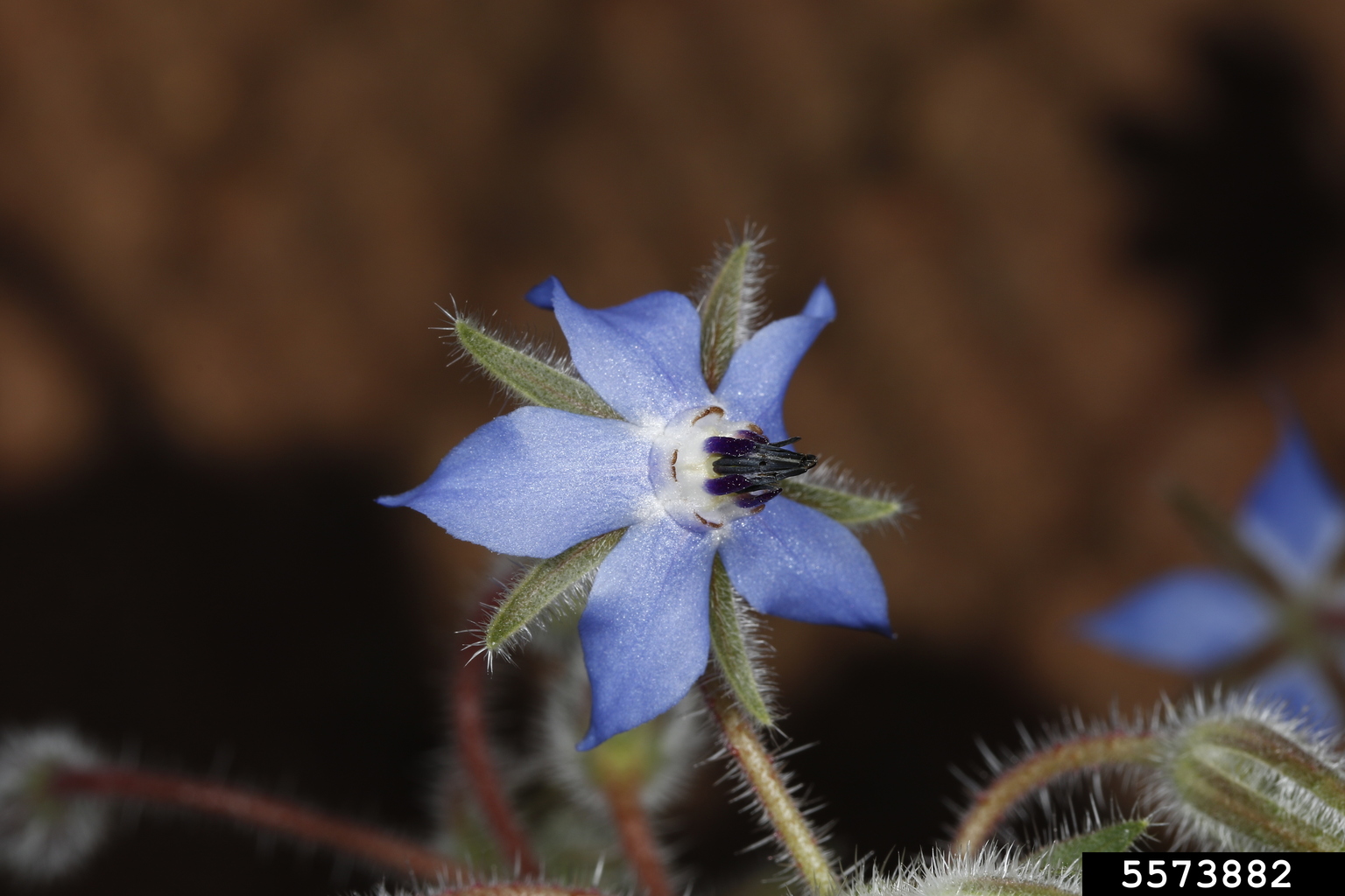 common borage (Borago officinalis L.)