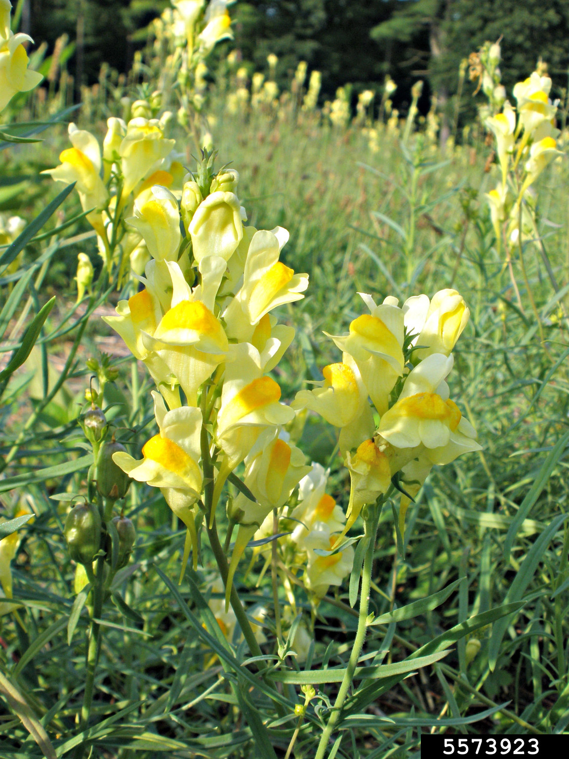 yellow toadflax (Linaria vulgaris P. Mill.)