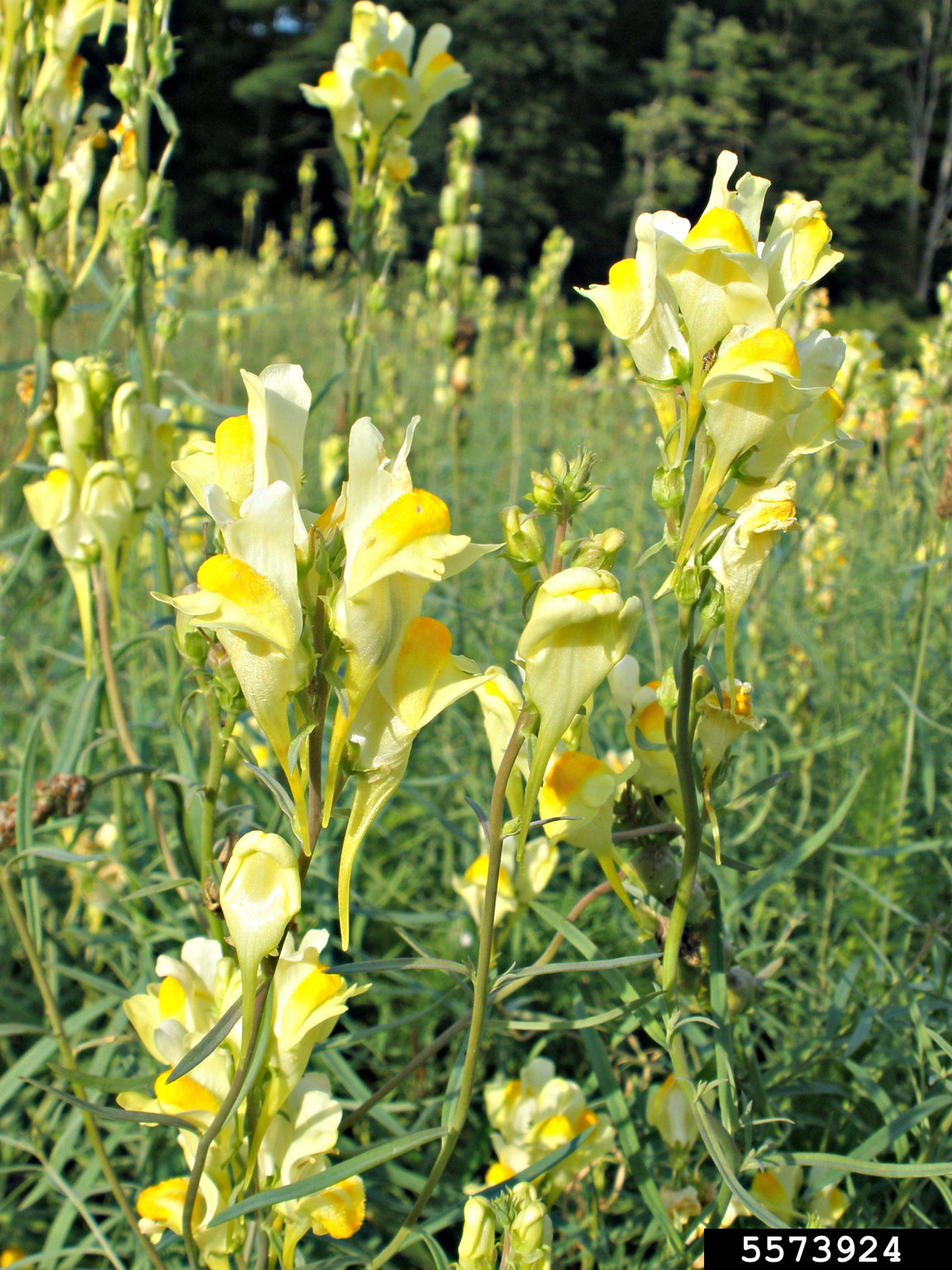 yellow toadflax (Linaria vulgaris)
