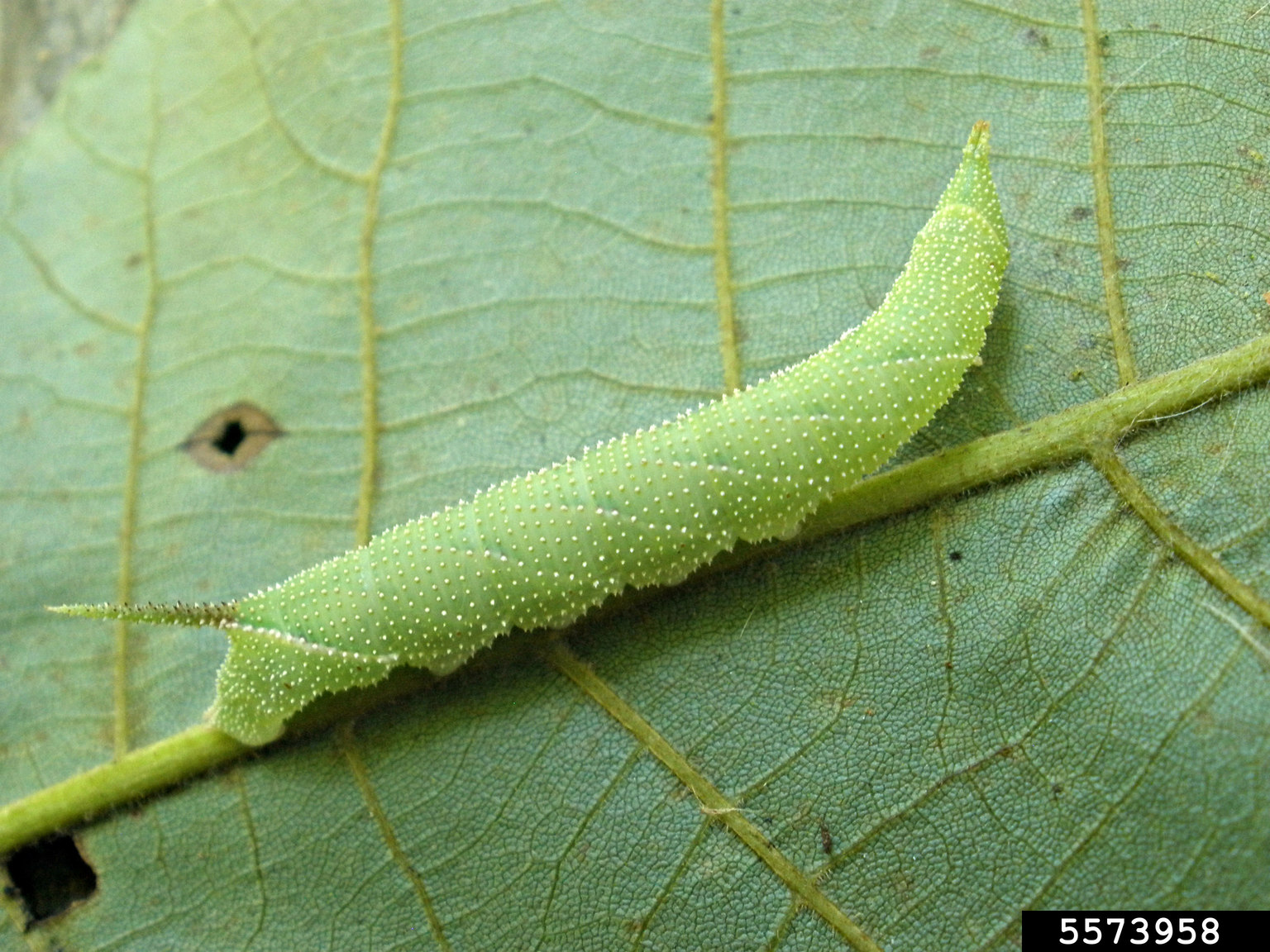 walnut sphinx moth (Amorpha juglandis ) on hickory (Carya spp. ) - 5573958