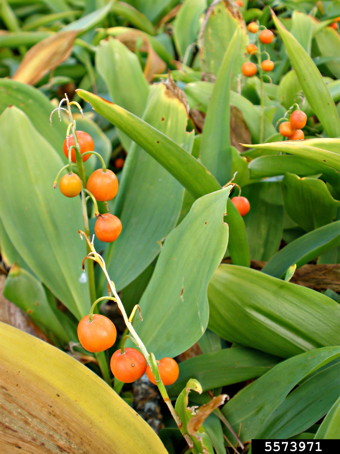lily of the valley (Convallaria majalis L.)