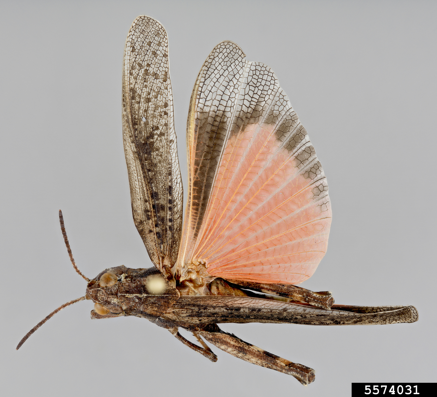 speckled-winged rangeland grasshopper (Arphia conspersa)