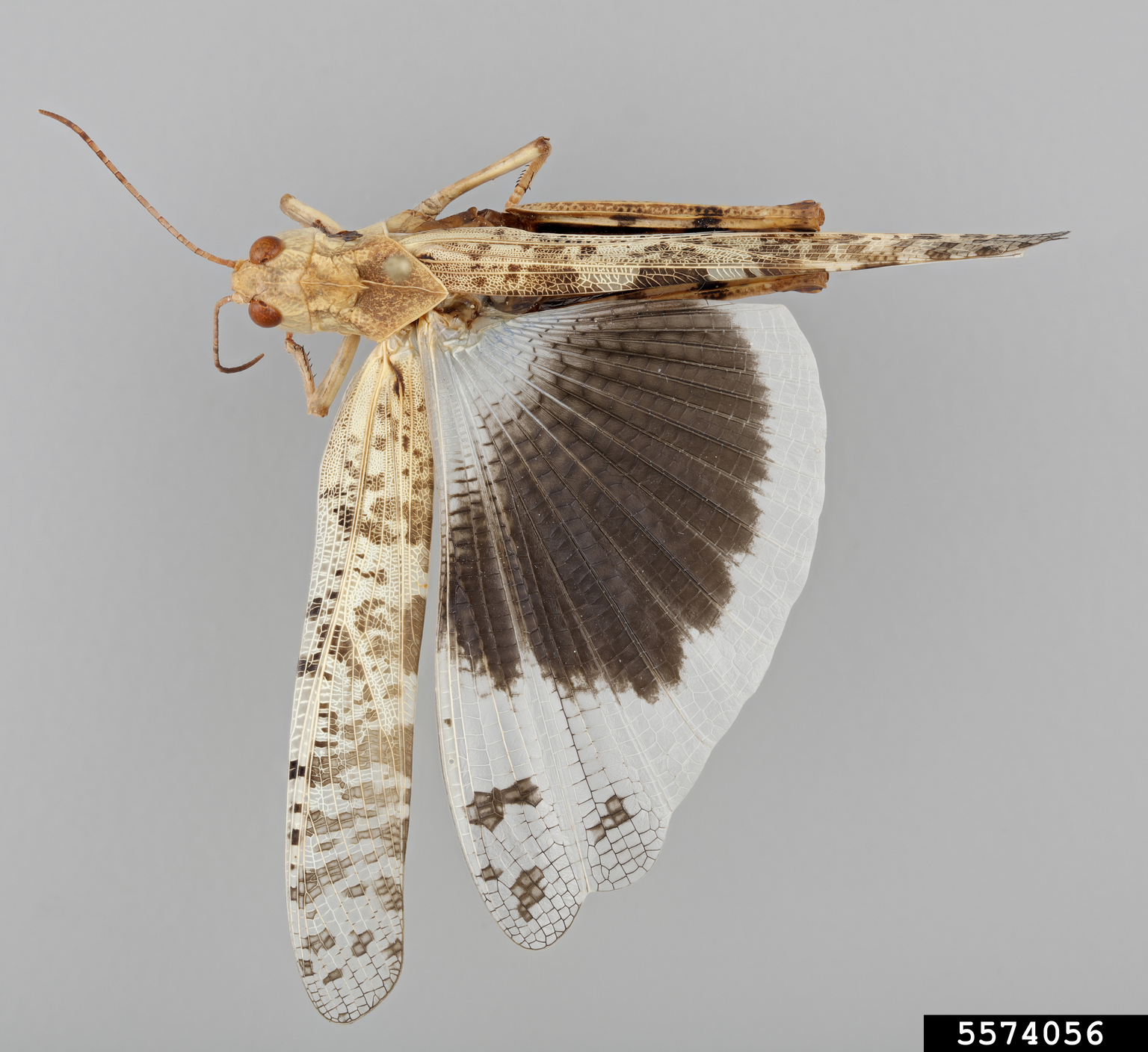 high plains grasshopper (Dissosteira longipennis (Thomas, 1872))