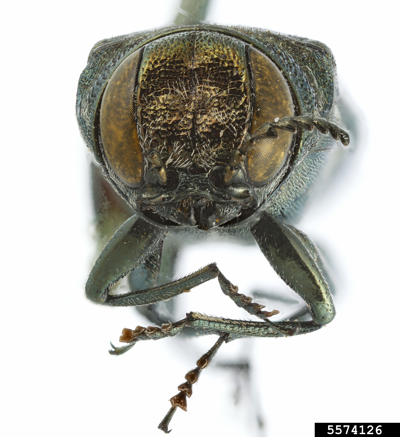 oak splendour beetle (Agrilus biguttatus (Fabricius, 1776))