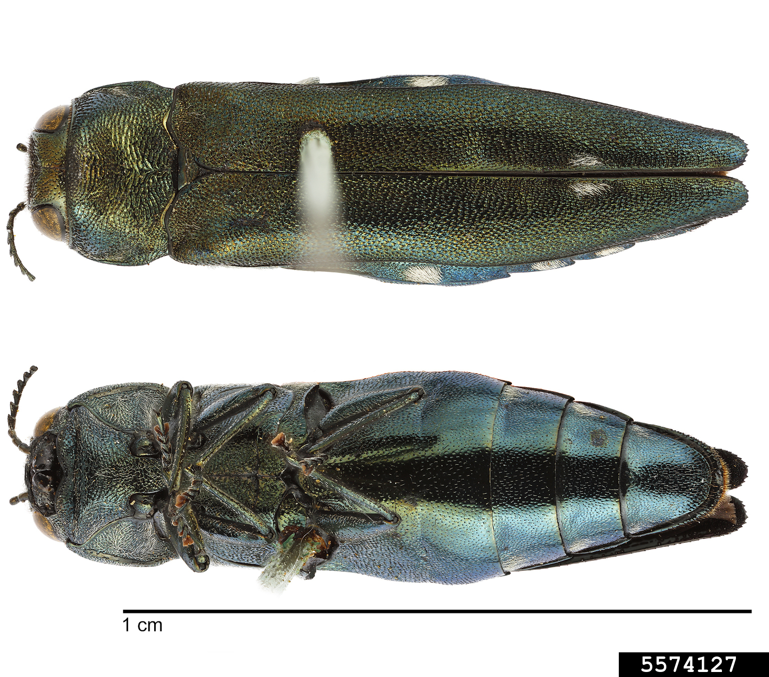 oak splendour beetle (Agrilus biguttatus (Fabricius, 1776))