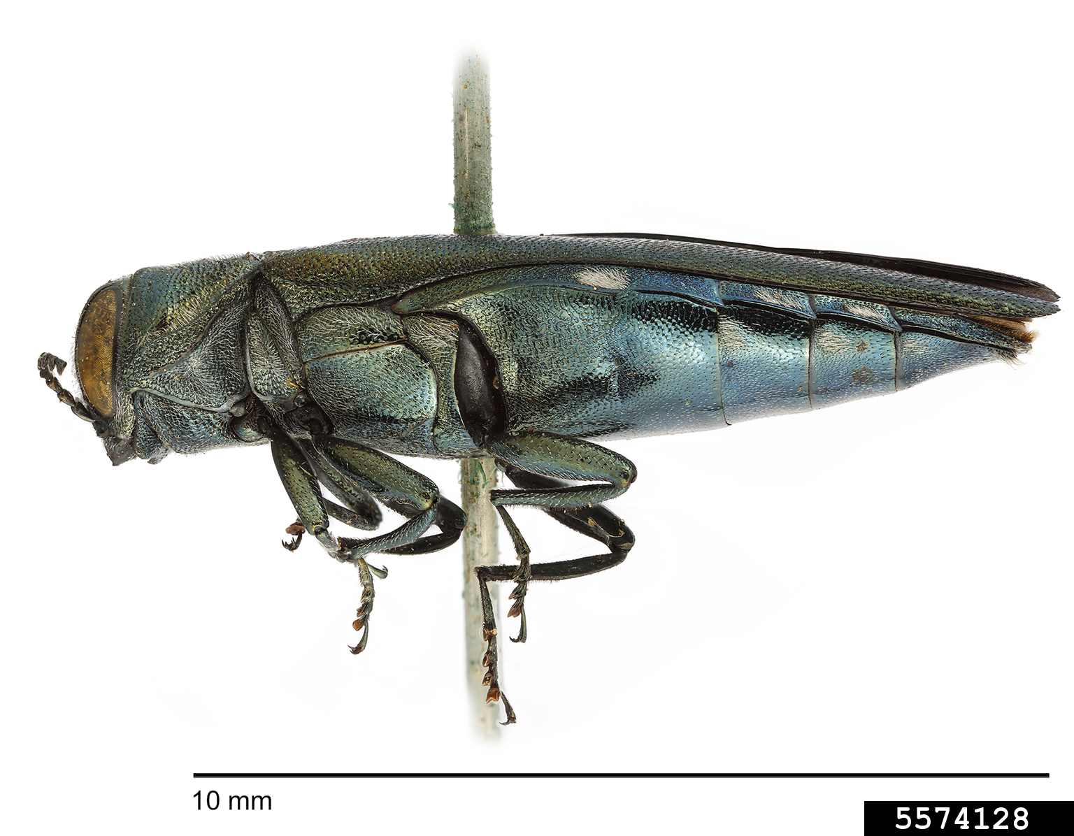 oak splendour beetle (Agrilus biguttatus)