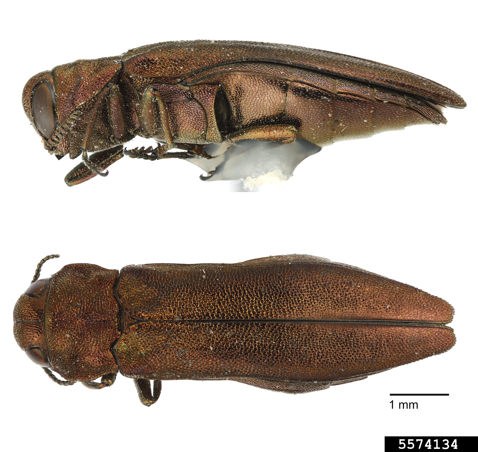 rose stem girdler (Agrilus cuprescens (Menetries, 1832))