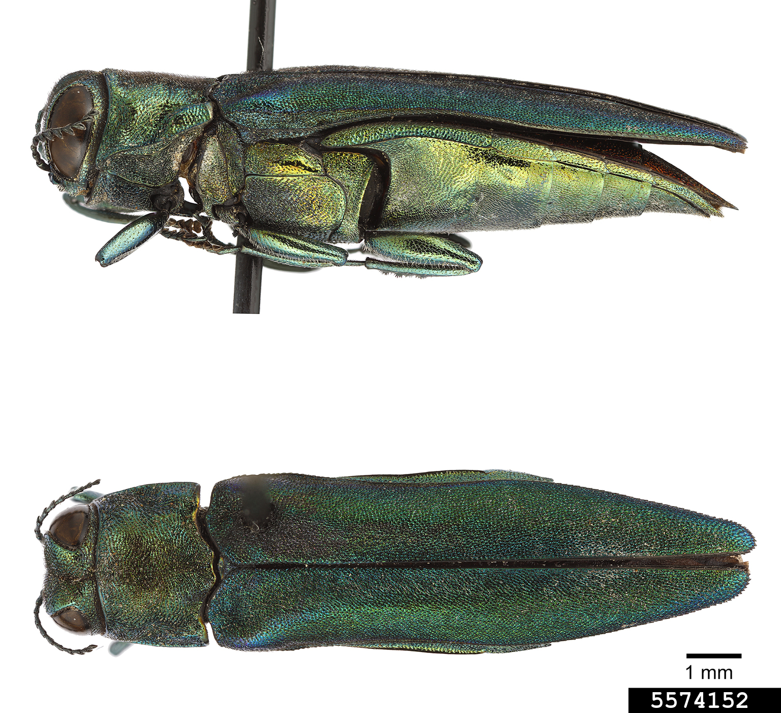 emerald ash borer (Agrilus planipennis)