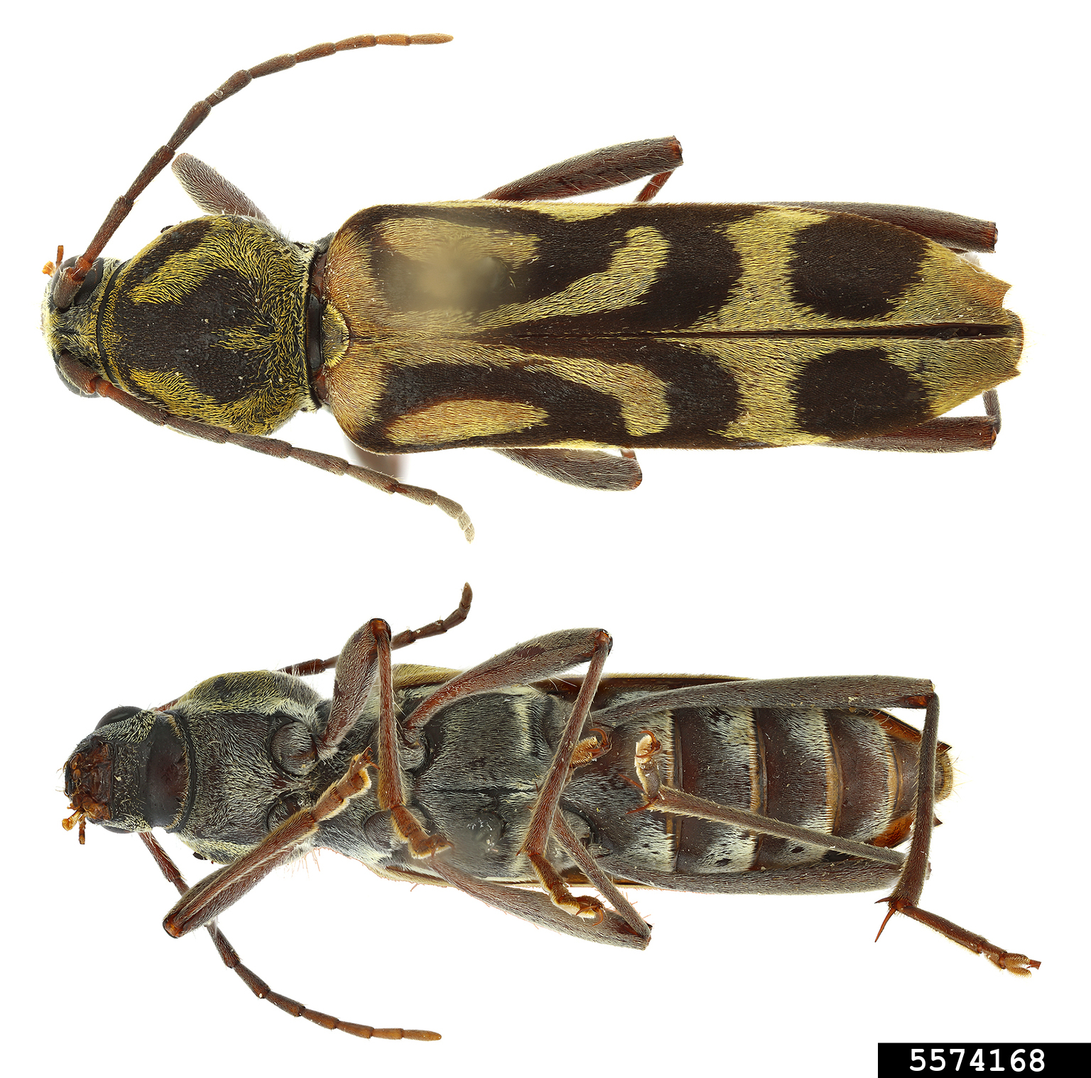 bamboo borer (Chlorophorus annularis)