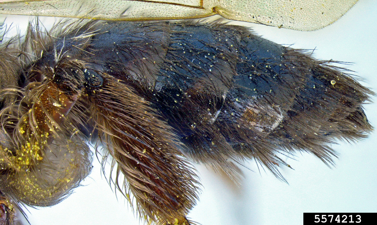 mining bee (Andrena ceanothifloris cretata)