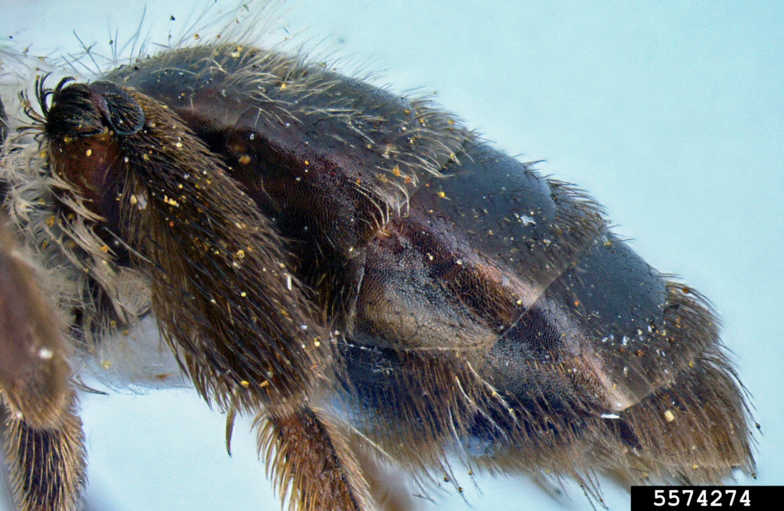 mining bee (Andrena edwardsi Viereck, 1916)