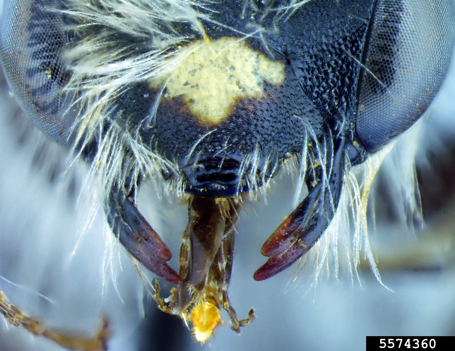 mining bee (Andrena coactipostica)