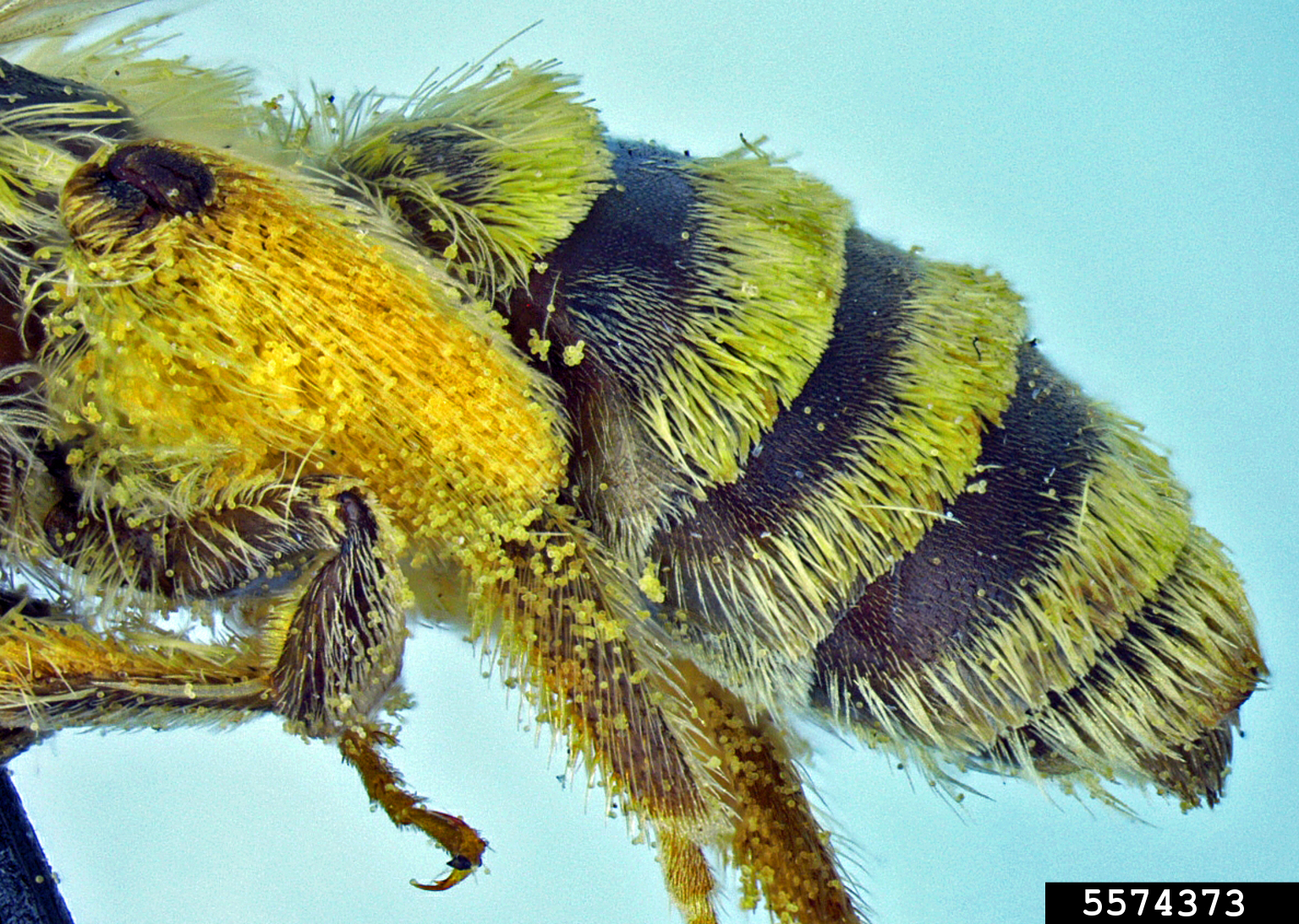 mining bee (Andrena citrinihirta)