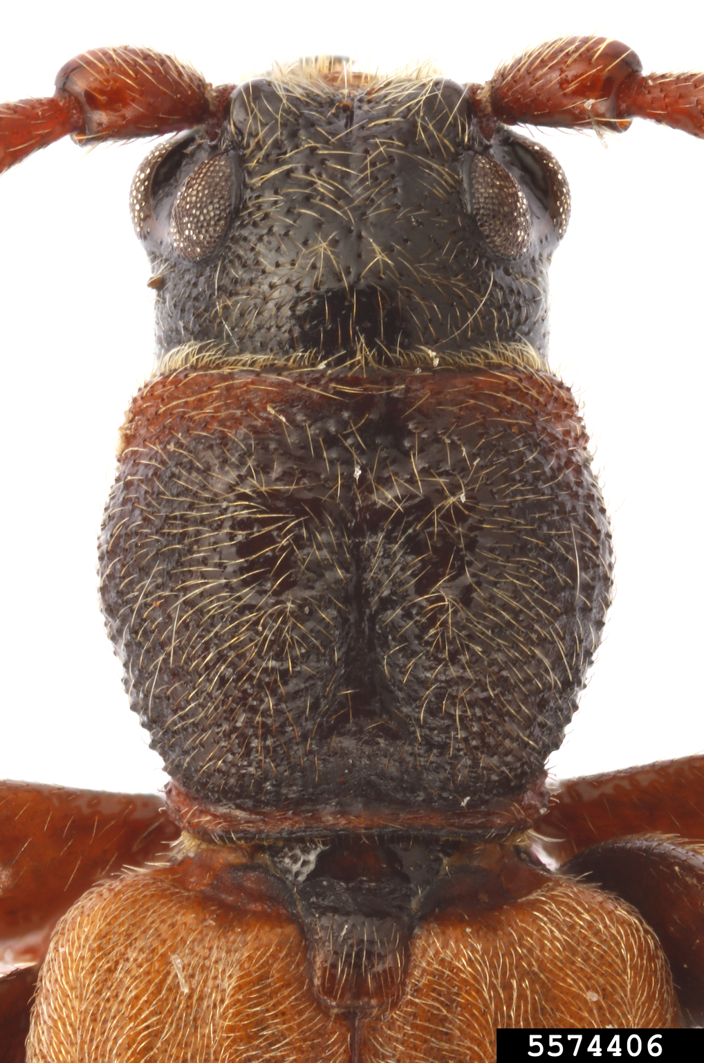 brown spruce longhorn beetle (Tetropium fuscum)