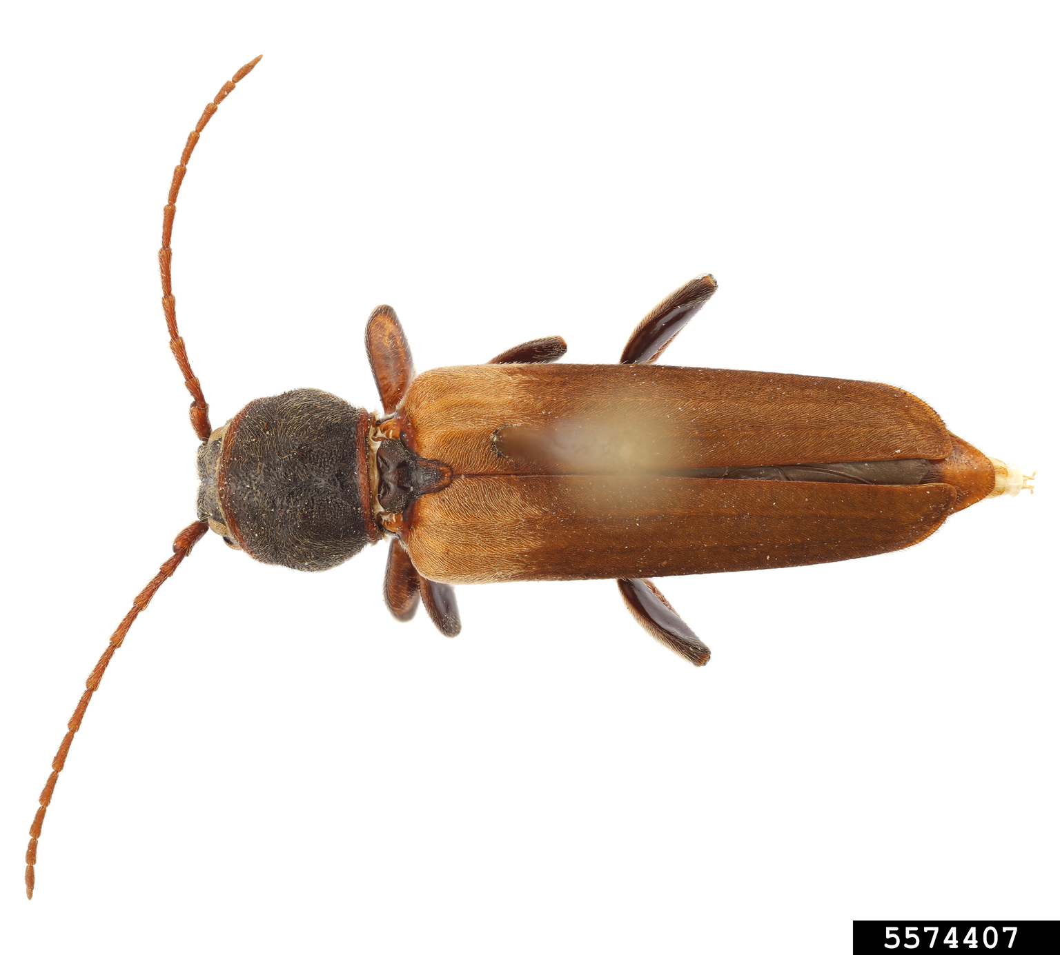 brown spruce longhorn beetle (Tetropium fuscum (Fabricius, 1787))