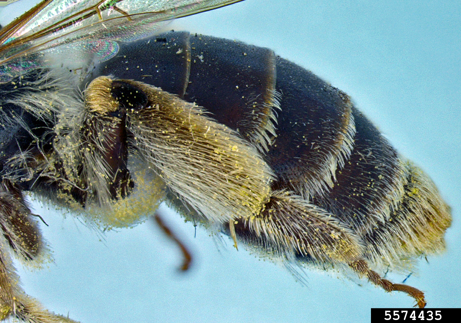 mining bee (Andrena coactipostica)