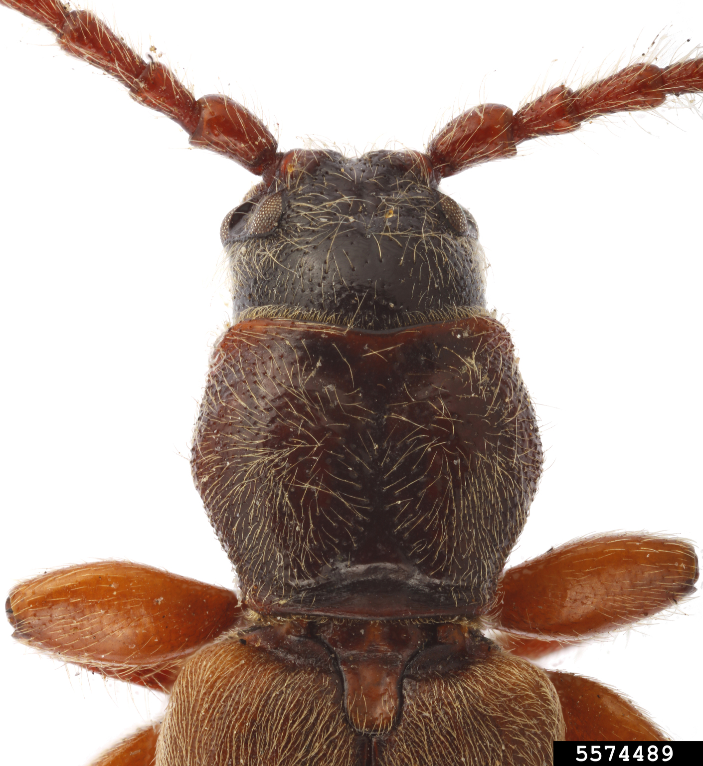 northern spruce borer (Tetropium cinnamopterum parvulum Casey, 1891)