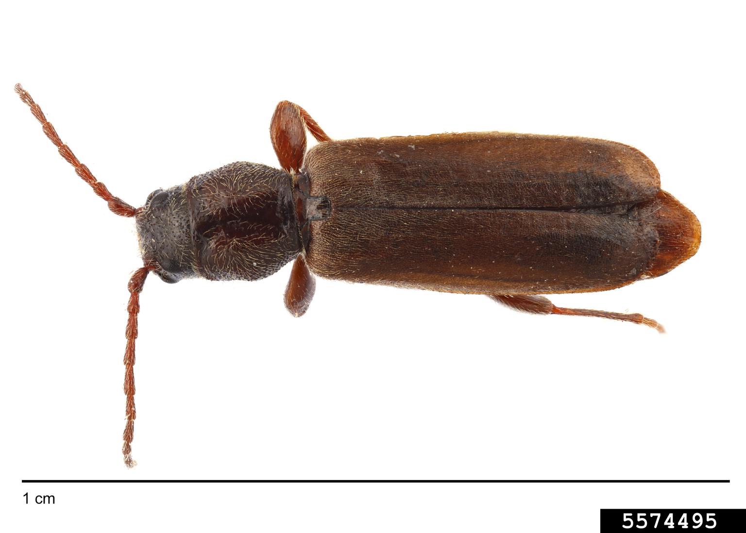 northern spruce borer (Tetropium cinnamopterum parvulum Casey, 1891)