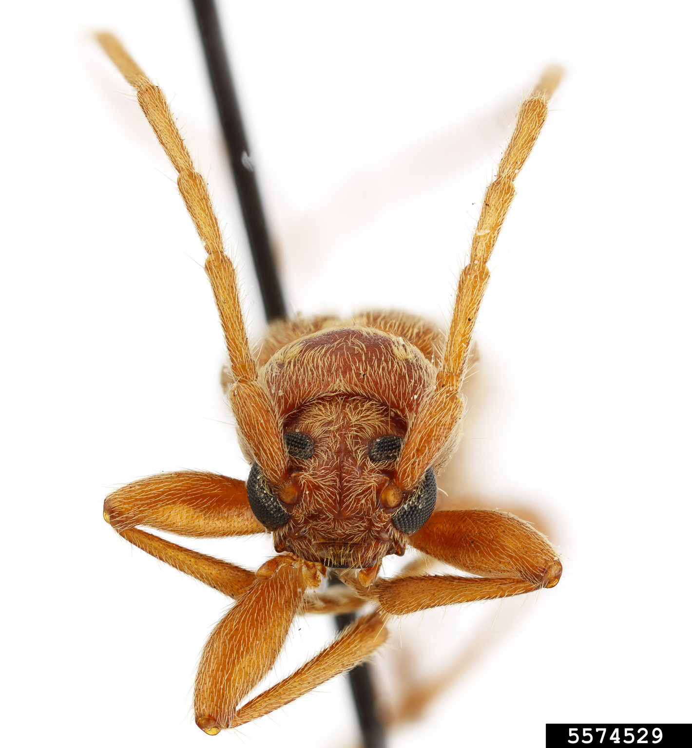 Longhorned wood-boring beetle (Hesperophanes pubescens (Haldeman))