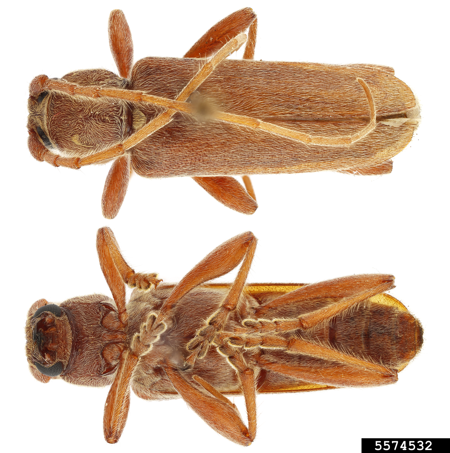 Longhorned wood-boring beetle (Hesperophanes pubescens)