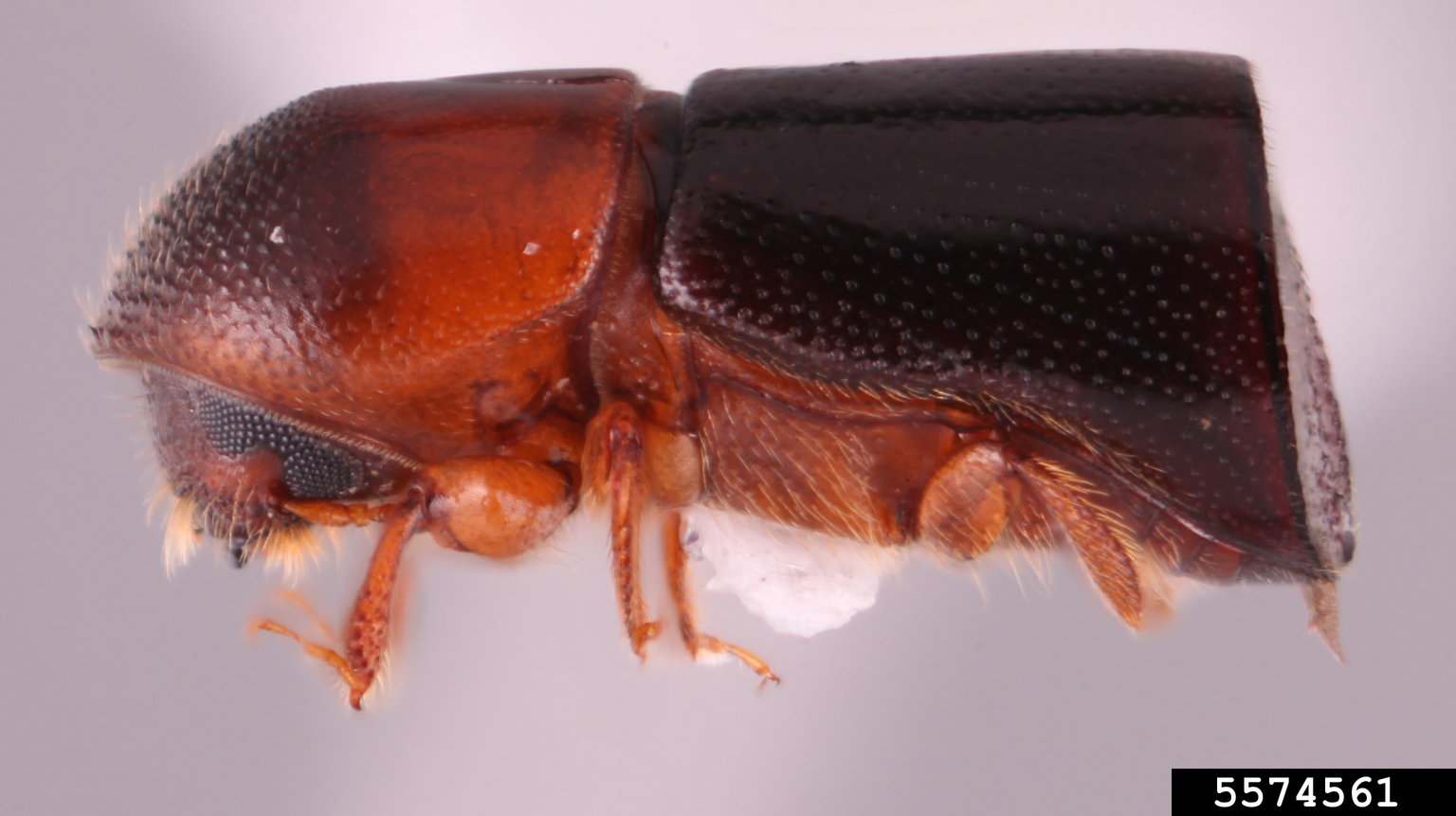 ambrosia beetle (Amasa youlii Smith, Beaver, Cognato, 2020)