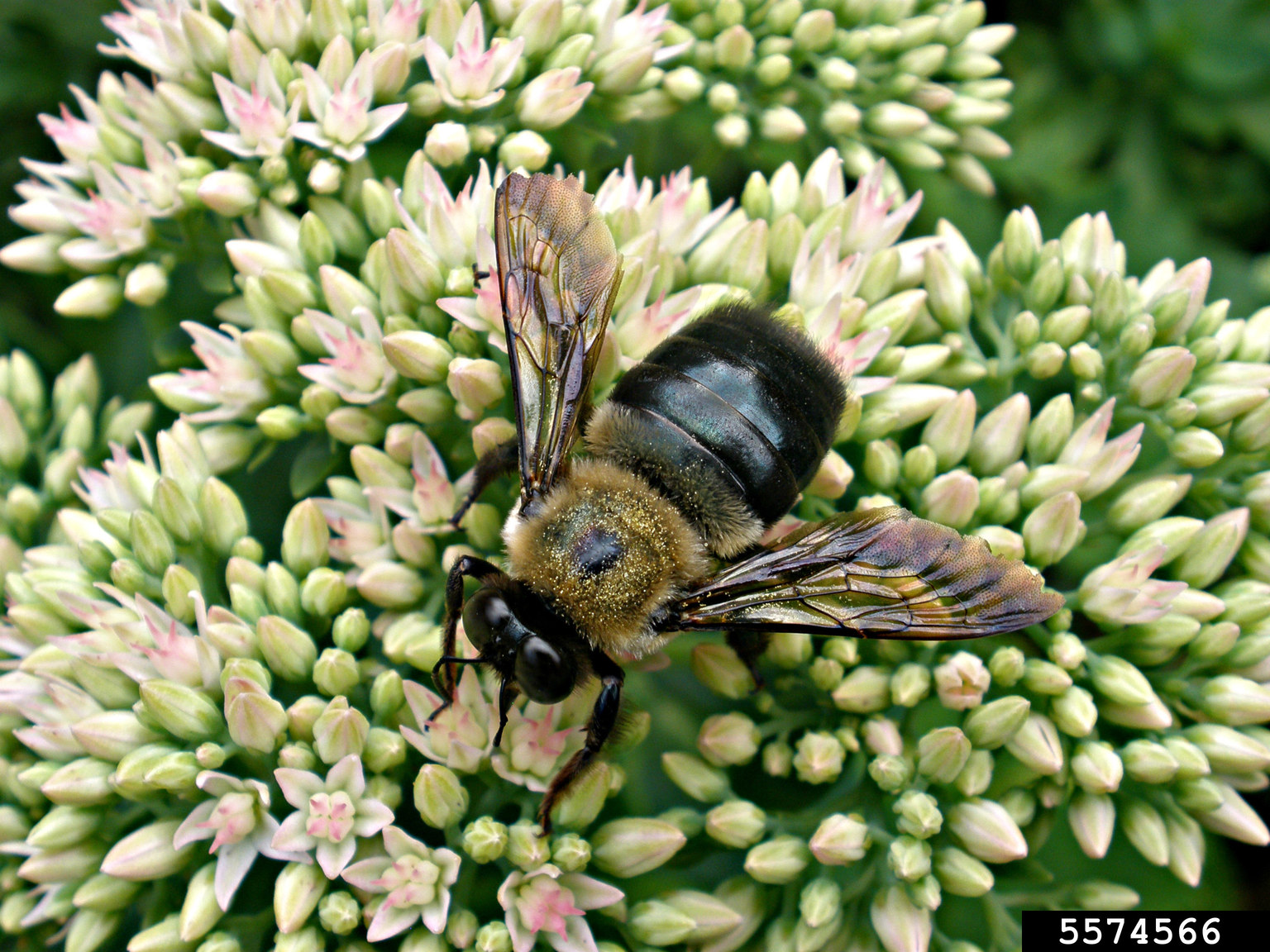 carpenter bee (Xylocopa virginica (Linnaeus))