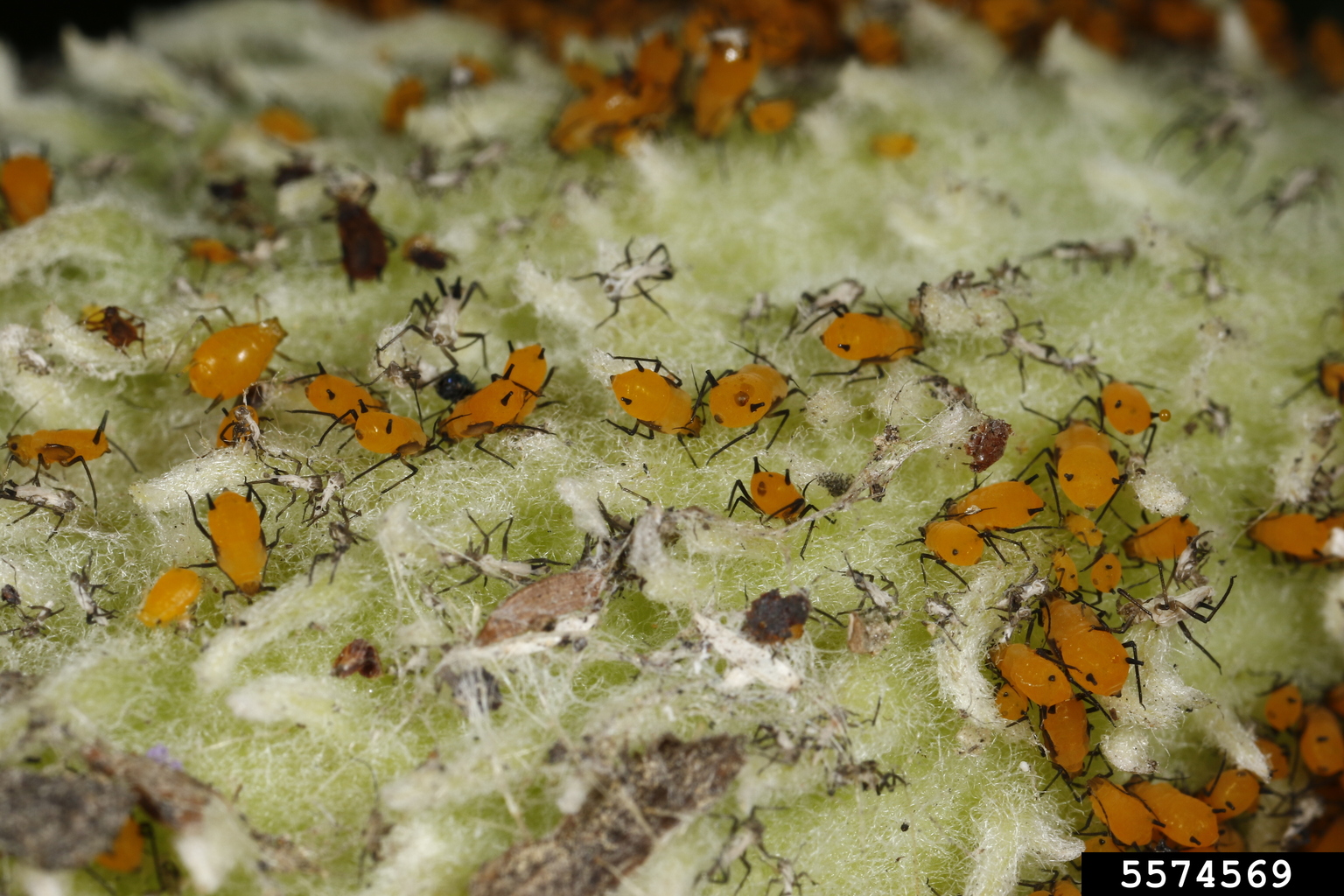 oleander aphid (Aphis nerii)