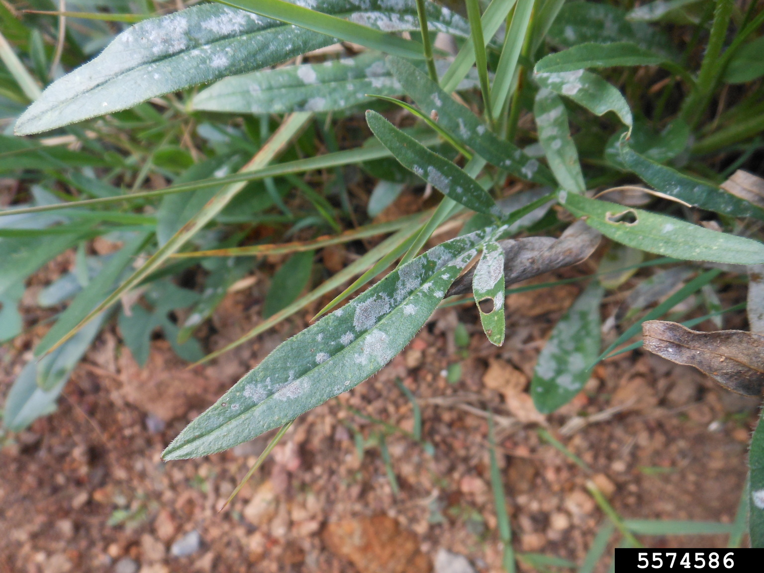powdery mildew (Podosphaera xanthii)
