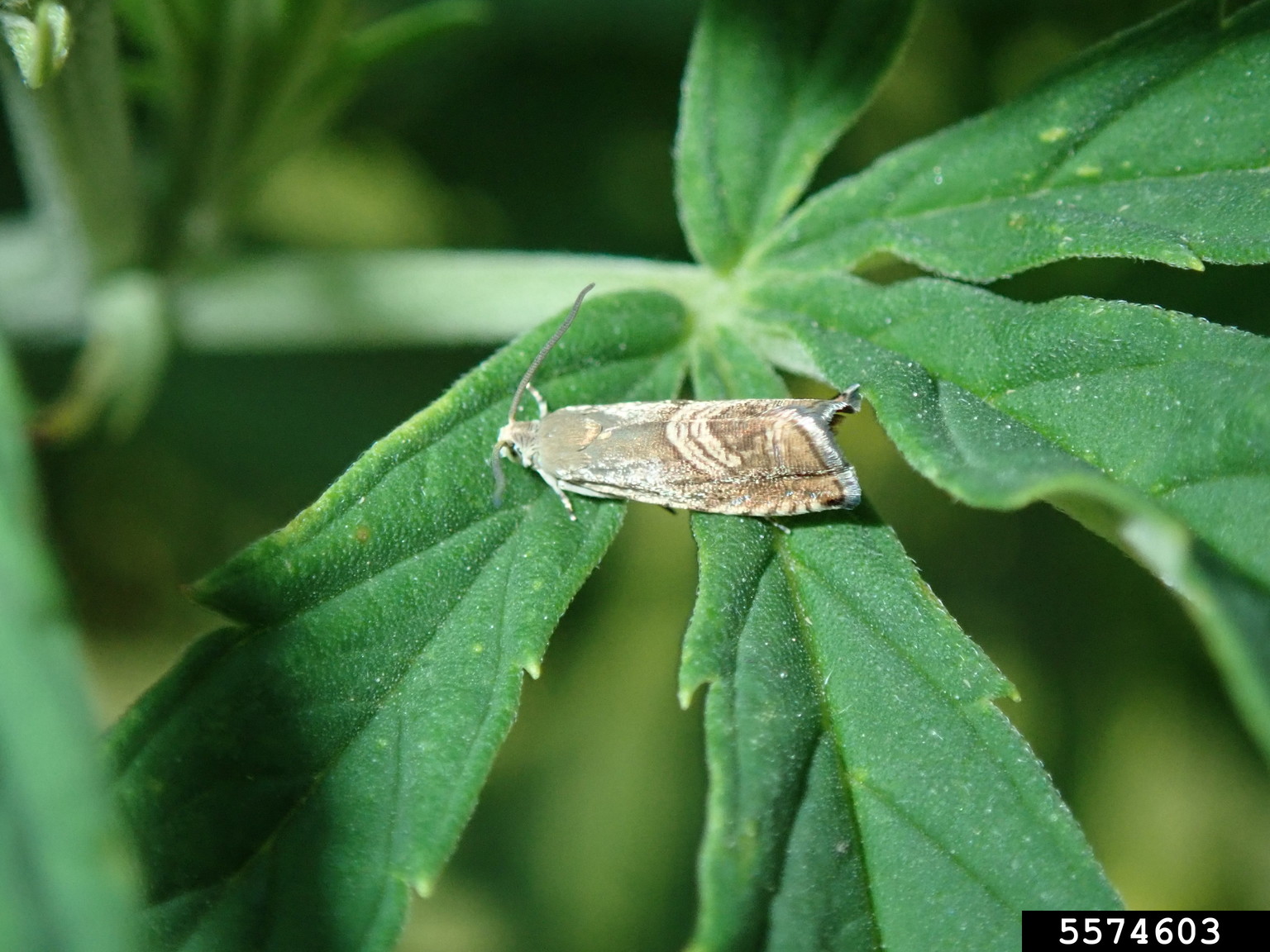 Eurasian hemp borer (Grapholita delineana (Walker))