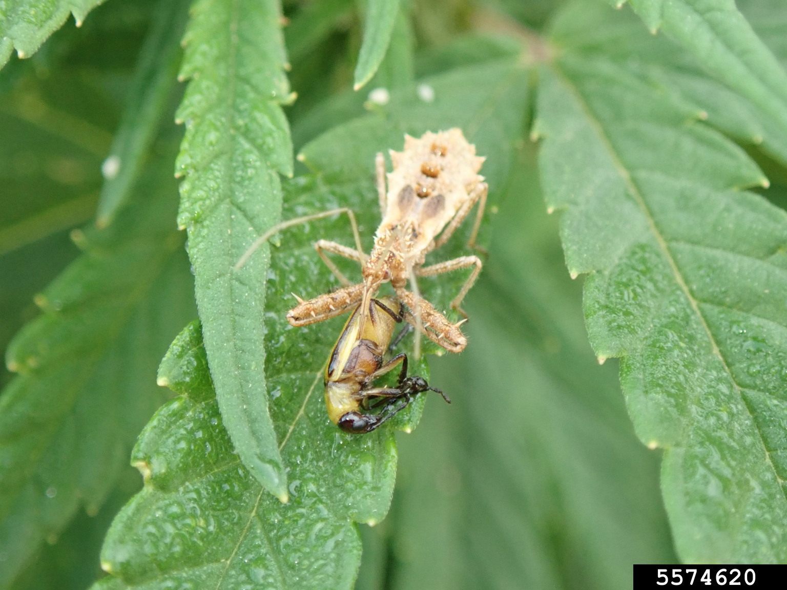 spined assassin bug (Sinea diadema (Fabricius))