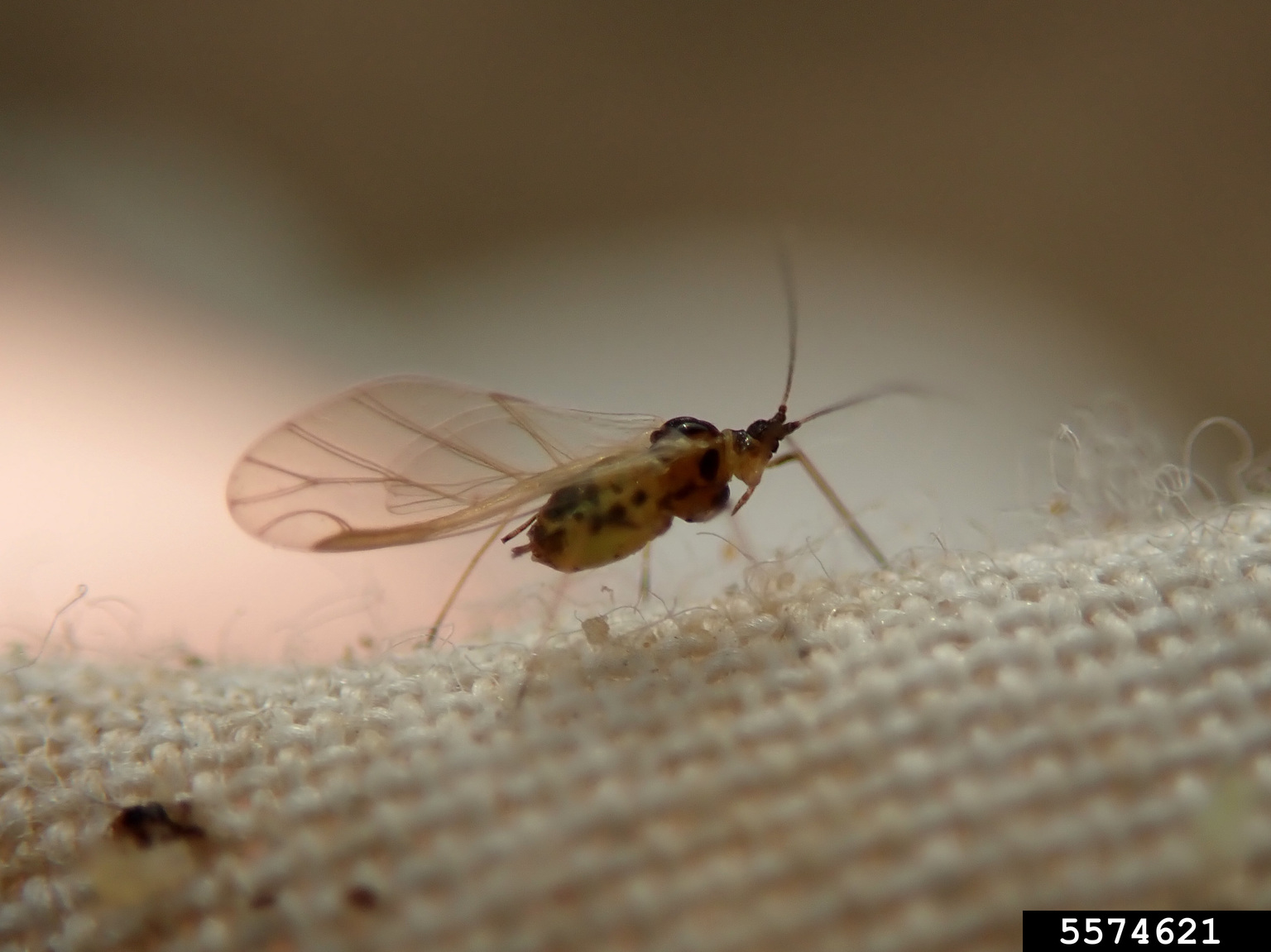 cannabis aphid (Phorodon cannabis (Passerini))