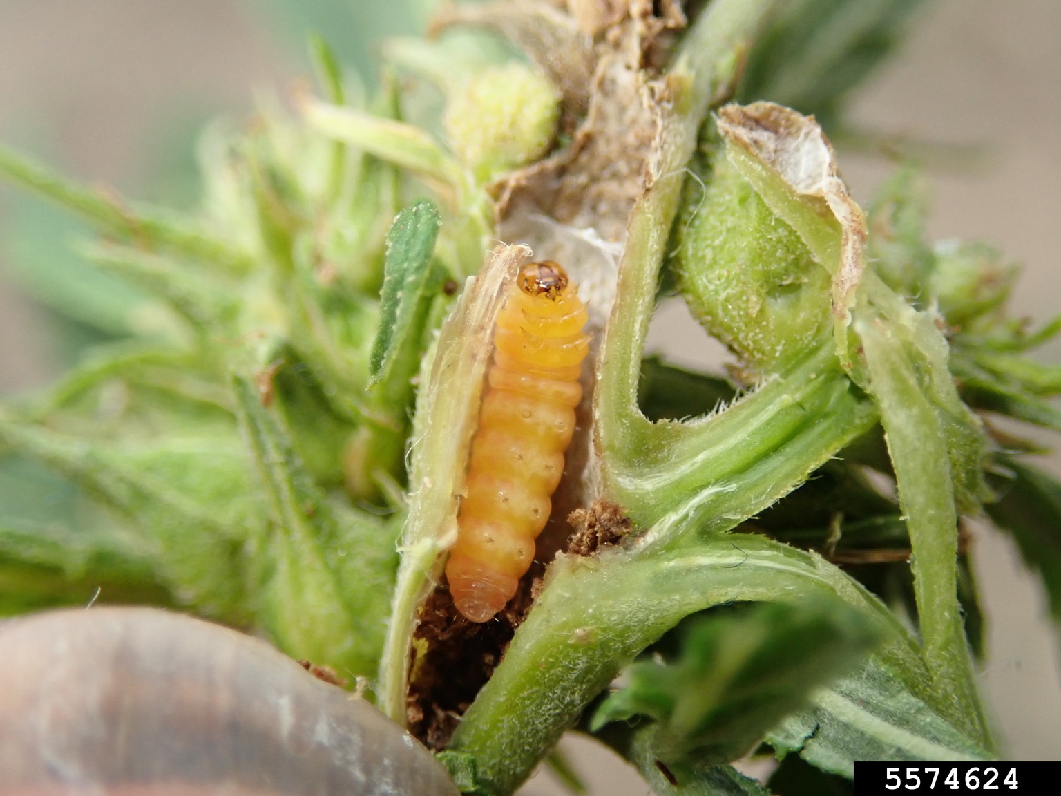Eurasian hemp borer (Grapholita delineana (Walker))