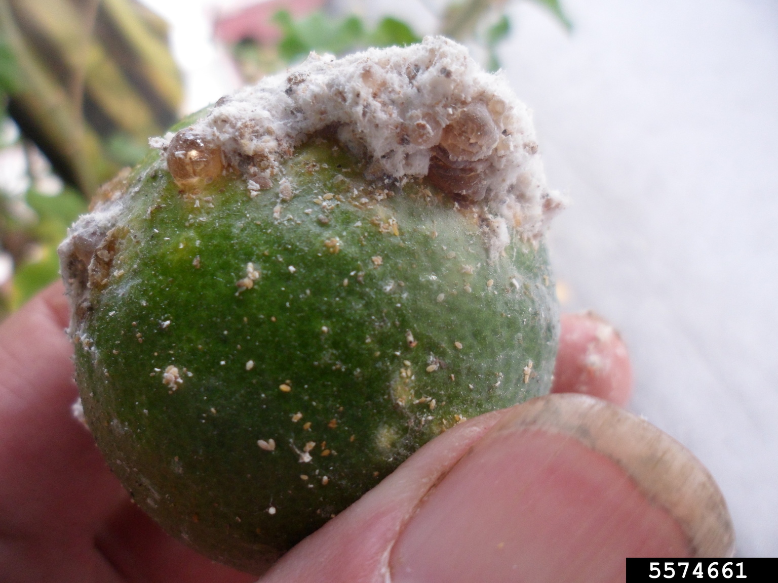 citrus mealybug (Planococcus citri (Risso))