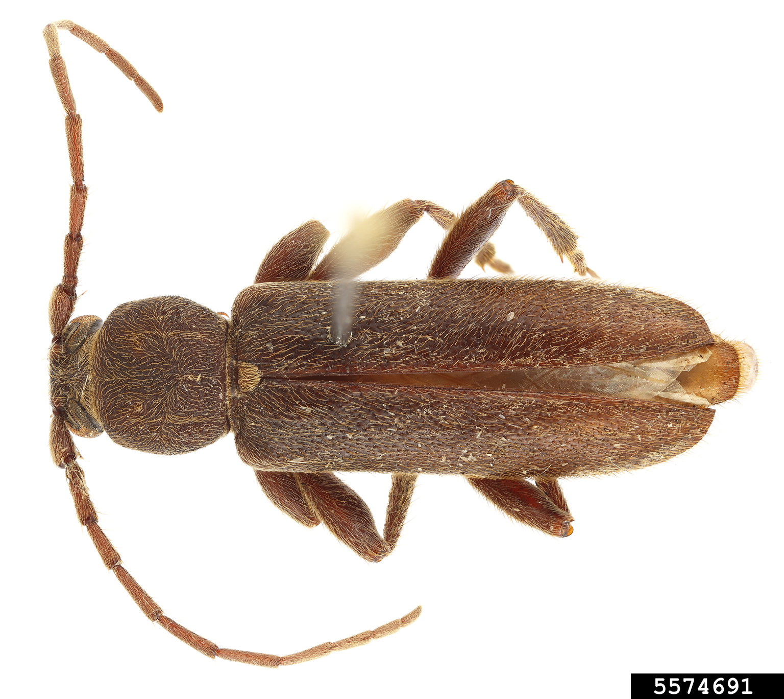 Chinese longhorned beetle, velvet longhorn beetle (Trichoferus campestris)