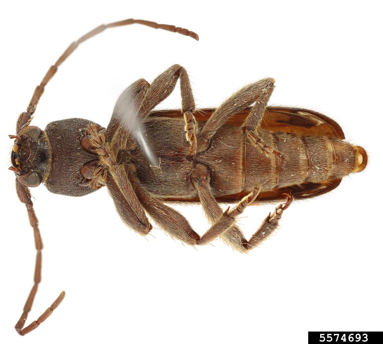 Chinese longhorned beetle, velvet longhorn beetle (Trichoferus campestris)