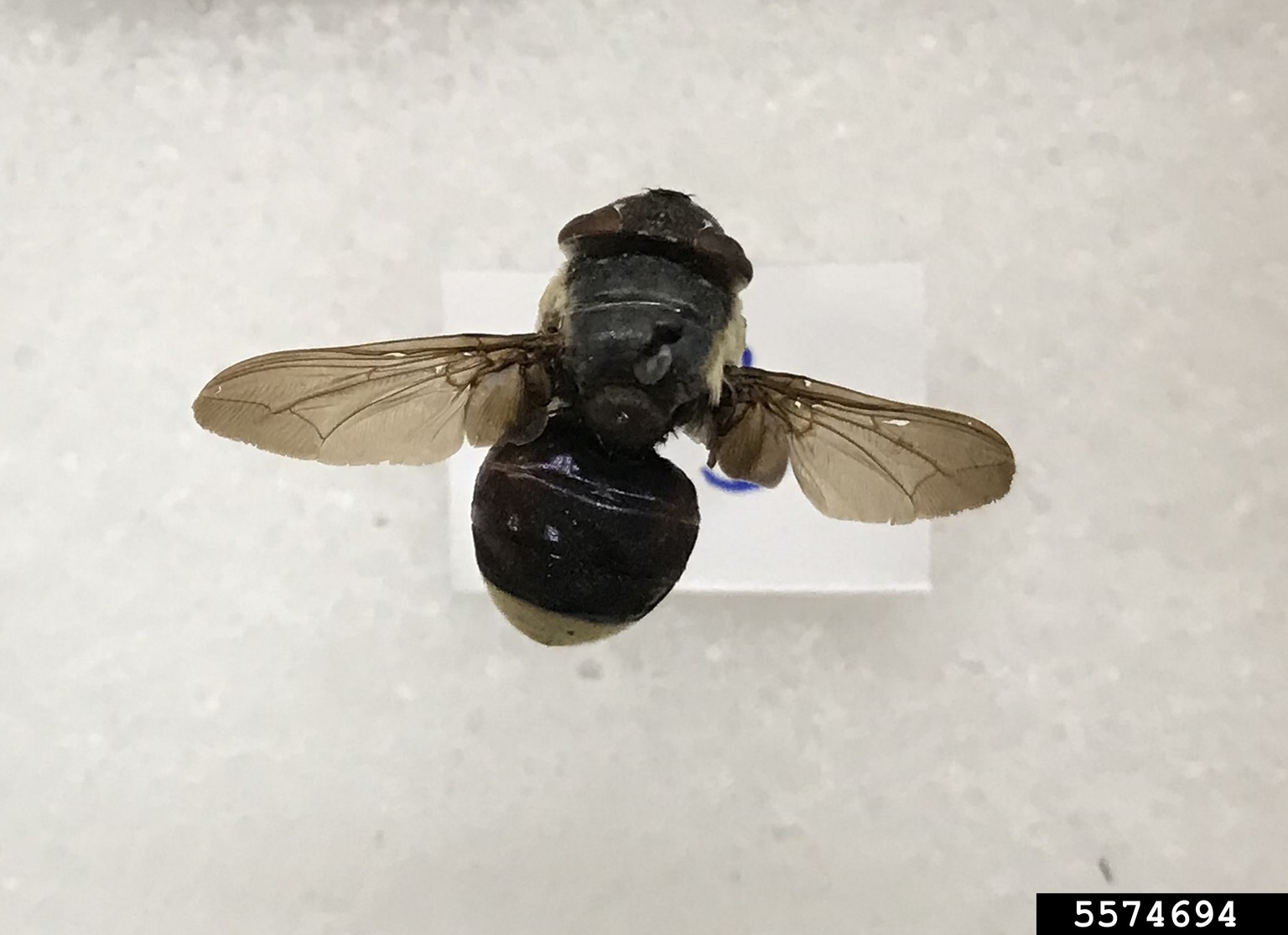 rodent bot fly (Cuterebra fontinella Clark, 1827)