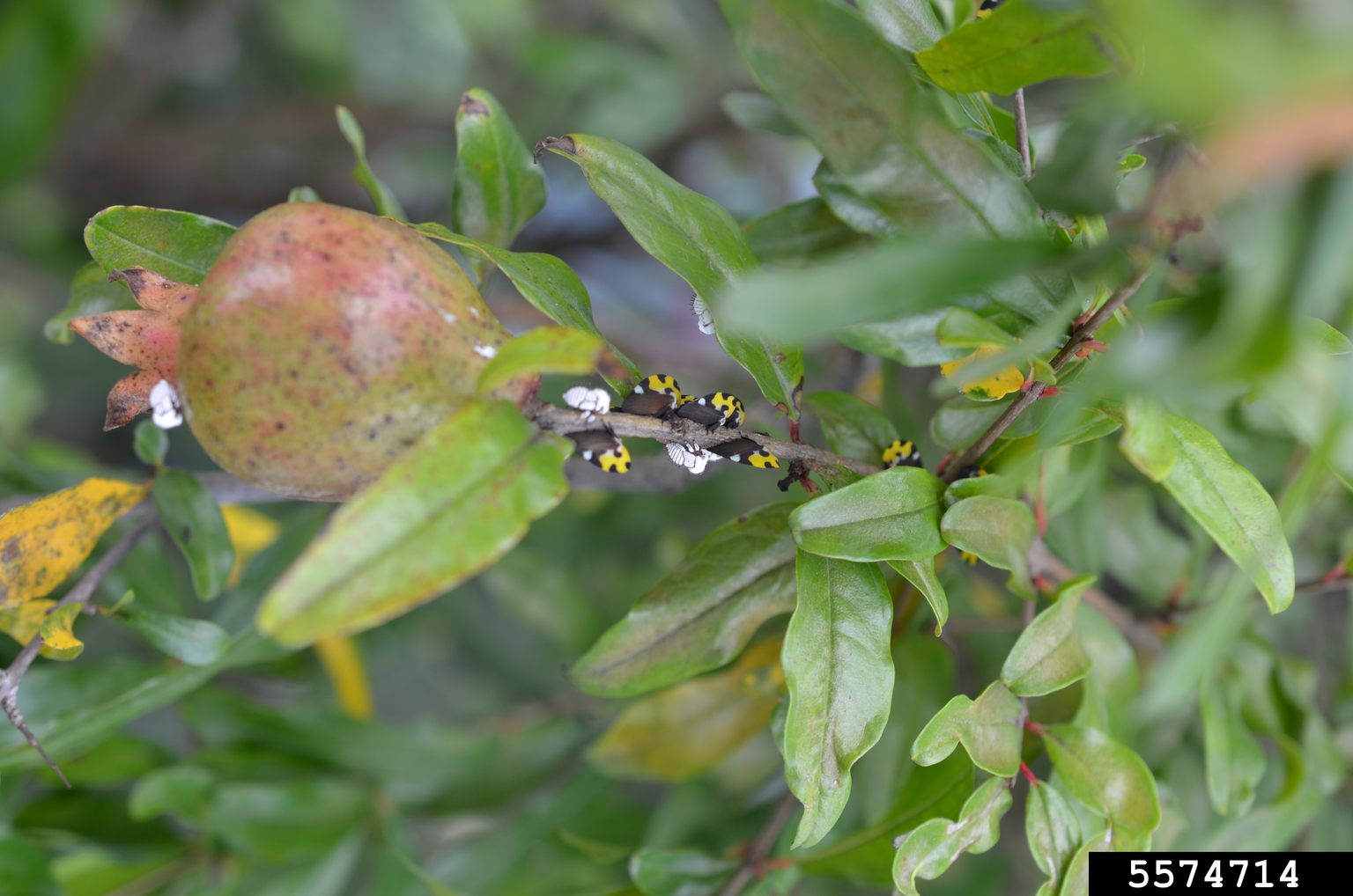 leafhopper (Membracis mexicana)