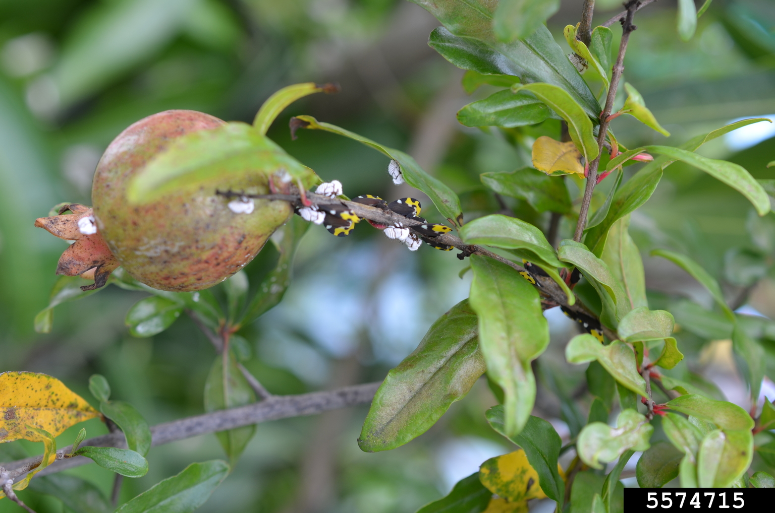 leafhopper (Membracis mexicana Guérin-Méneville)