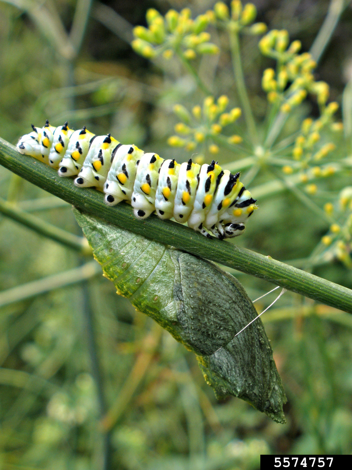 black swallowtail (Papilio polyxenes)