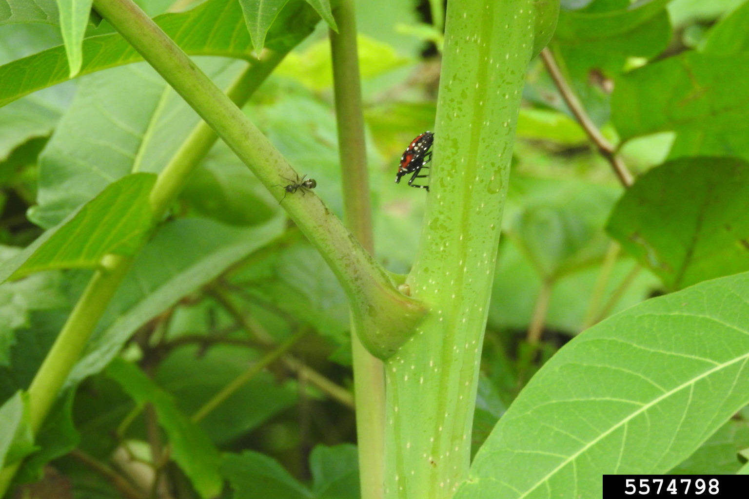 spotted lanternfly (Lycorma delicatula (White, 1845))